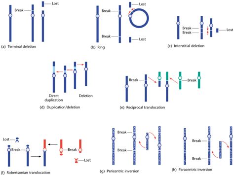 Chromosomal Deletion
