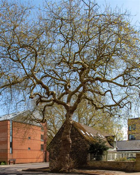 111 Zig Zag Plane By Paul Wood The Street Tree
