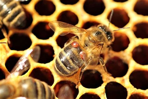 Bee Statistics And Facts You Should Know In 2025