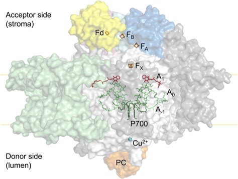 Simplified Tertiary Structure Of The Psi Plastocyanin Ferredoxin Download Scientific Diagram