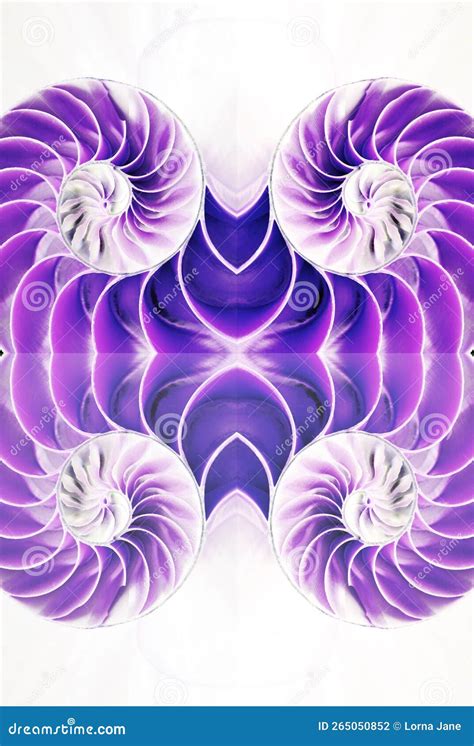 Nautilus Shell Symmetry Fibonacci Half Cross Section Spiral Golden