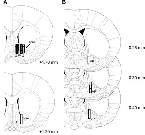 Tracks Of Accepted Electrode Bundles For All Rats Are Illustrated By