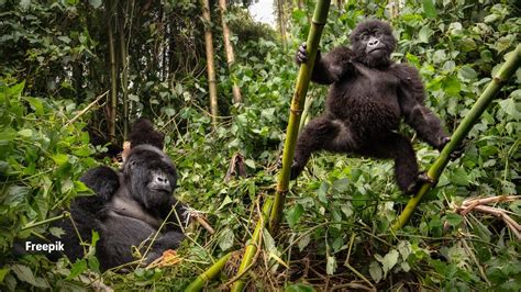 Not Just Humans Animals Can Also Exhibit Same Sex Behaviour