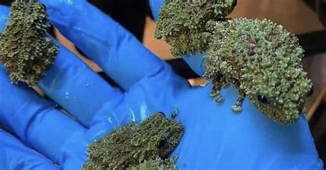 Nice Theloderma Cortical My Guy Album On Imgur