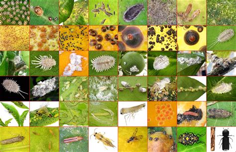 Citrus Pests Common Pests Affecting Citrus Species Botany World