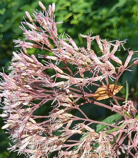 Download Spotted Joe Pye Weed Pink Nature Royalty Free Stock Illustration Image Pixabay