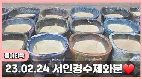230224 서인경수제화분 서인경분서인경화분다육이화분다육화분서인경수제화분분갈이화분도소매문의 주문전화 010