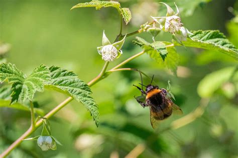 When Are Raspberries Ready To Pick Gardeners Path