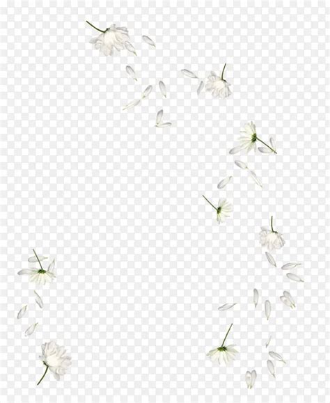 手绘白色散落花瓣PNG图片素材下载 图片编号yrmxewpr 免抠素材网