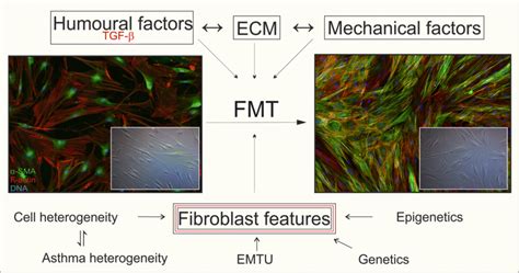 Factors Affecting Fibroblast To Myofibroblast Transition During Airway Download Scientific