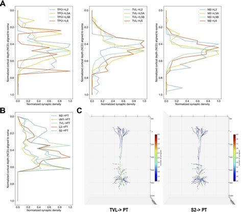 Dendritic Distribution Of Synaptic Inputs Download Scientific Diagram