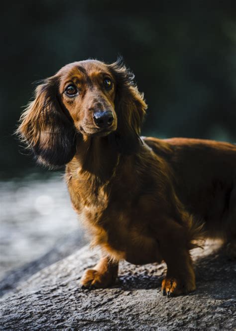 Mosaic Flow Pinterest Like Responsive Image Grid For Jquery That Doesnt Suck