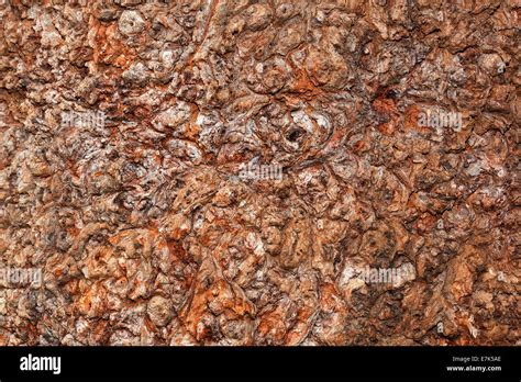 Section Of Tree Background To Use As A Background Or Texture Stock Photo Alamy