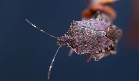 Stink Bugs In Ohio Complete Pest Solutions