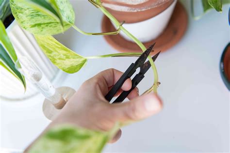 How To Propagate Plants By Rooting Stem Cuttings