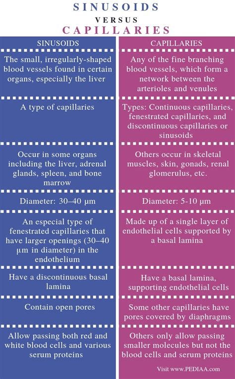 What Is The Difference Between Sinusoids And Capillaries Pediaacom