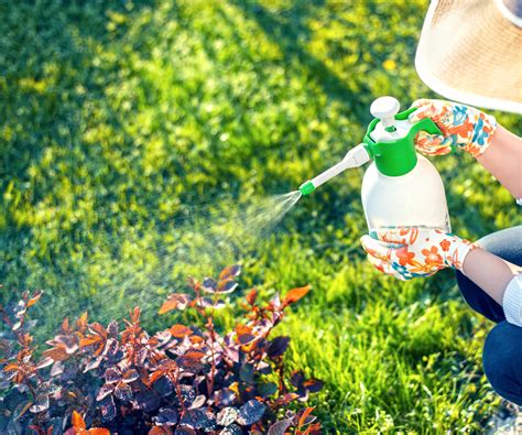 How To Get Rid Of Ants Outdoors Without Killing Plants Homes And Gardens