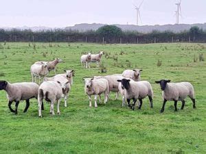 The History Of Yew Tree Farm Yew Tree Farm Touring Caravan Site