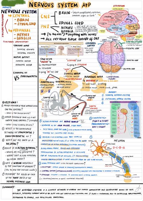 Nursing School Notes Cranial Nerves And Their General Functions Artofit