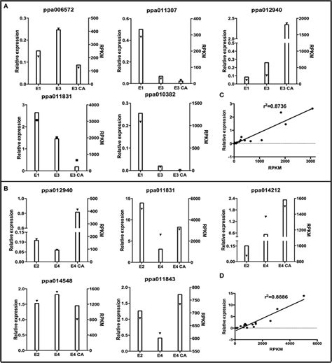 Validation Of Rna Seq Results Using Real Time Pcr Qrt Pcr To Confirm