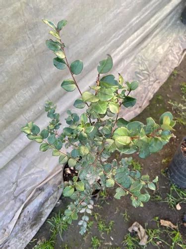 Arbol Arrayan 5 Lts Adaptado Hace Mas De Un Año En Bs As En Venta En Tigre Bs As G B A Norte