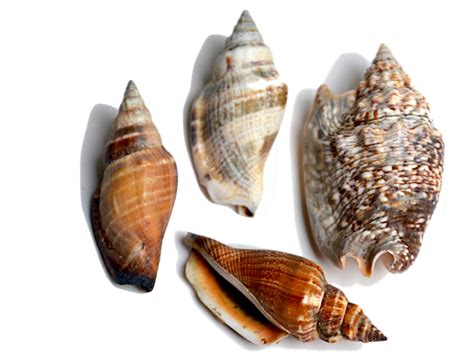 Shell Fossil Identification Treasure Quest Mining