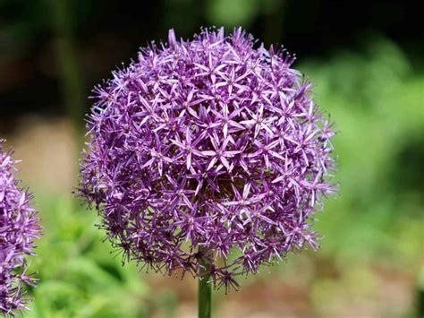 Giant Allium Beauty 🌱🌐 Uncover The Secrets To Growing These Stunning