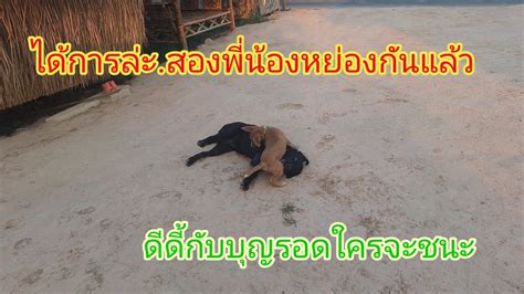 เฮดหยงกนนอ สองพนอง มวนกรป บานนองององ ผบาวคนแรก นองององ เอนฮกนาง