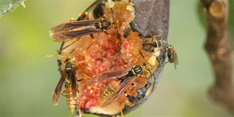 Why Fig Pollination And Literary Criticism Have A Lot In Common