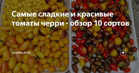 Самые сладкие и красивые томаты черри обзор 10 сортов Klumba Plus Дзен