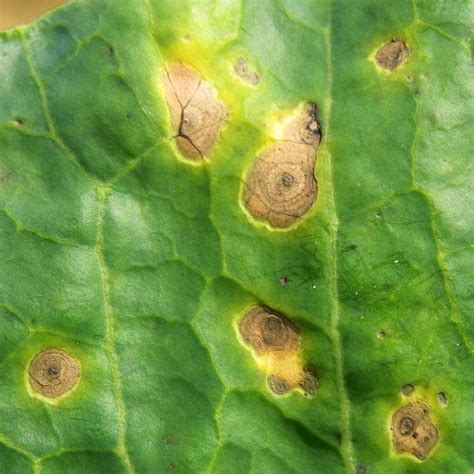 Alternaria What It Is How It Occurs And How To Effectively Eliminate