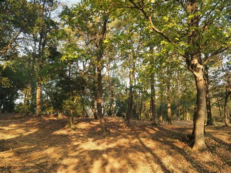 永山公園の画像 18 件の Stock 写真ベクターおよびビデオ Adobe Stock