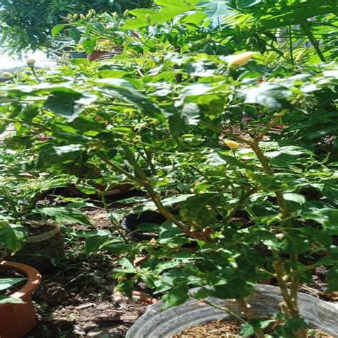 Chili Color Detection In Plants Object Detection Dataset And Pre Trained Model By Ronnel Compayan