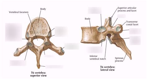 Thoracic Vertebrae Diagram Quizlet