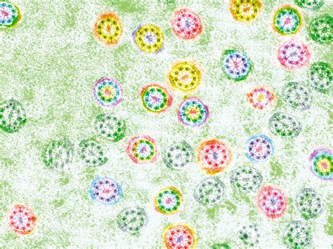 Picture Release Spring Tails Embl