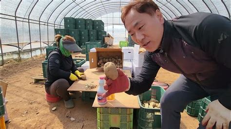 봄 씨감자 싹틔우는 방법 수미감자 자르기 봄감자 수미감자 씨감자 농사 부부 Youtube