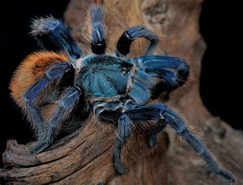 Blue Cobalt Tarantula Care The Complete Guide For Beginners