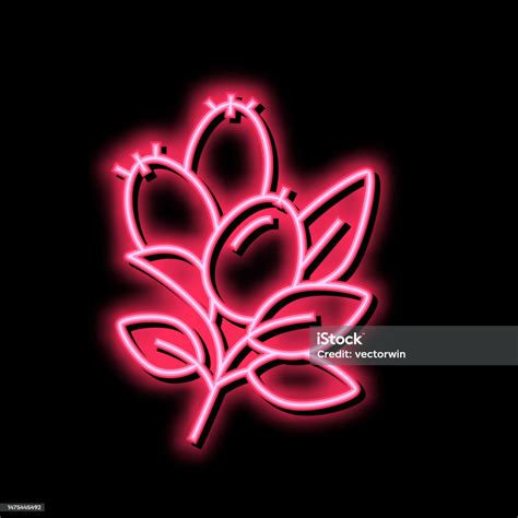 로즈힙 아로마테라피 네온 글로우 아이콘 일러스트 레이 션 0명에 대한 스톡 벡터 아트 및 기타 이미지 0명 과일 꽃 식물 Istock