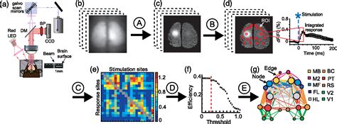 Network Analysis Of Mesoscale Optical Recordings To Assess Regional