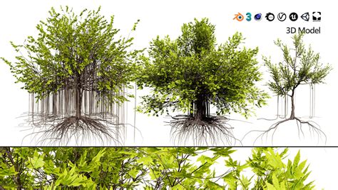 Artstation Ficus Carica 3d Model Game Assets