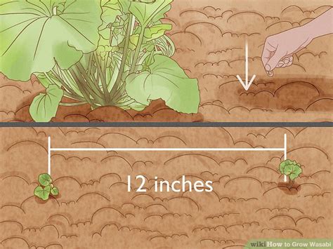 How To Grow Wasabi Steps With Pictures WikiHow