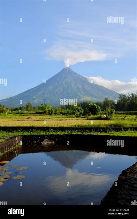 Beautiful Scenic Portrait Of Mayon Volcano With Rice Field In Albay