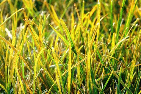 Rust Green Man Lawn Care