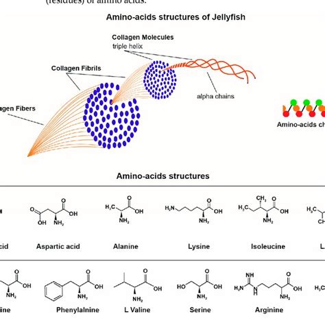 Collagen Breakdown Into Amino Acids Download Scientific Diagram