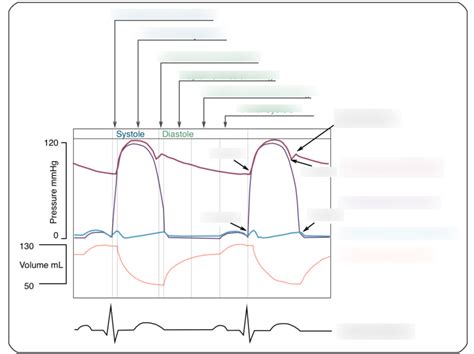 Apex Unit Part Diagram Quizlet