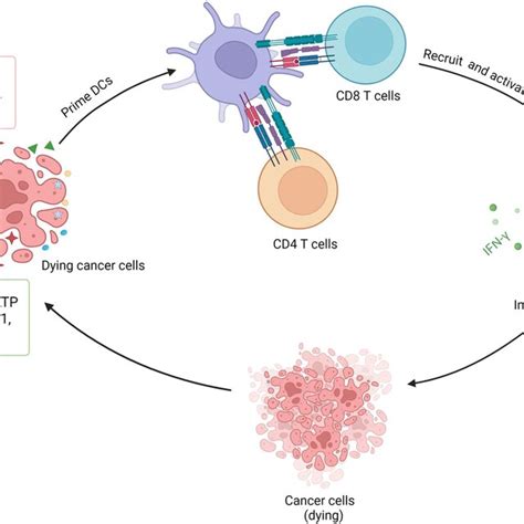 Polymorphic Microbes Has Been Considered As A New Emerging Cancer Download Scientific Diagram