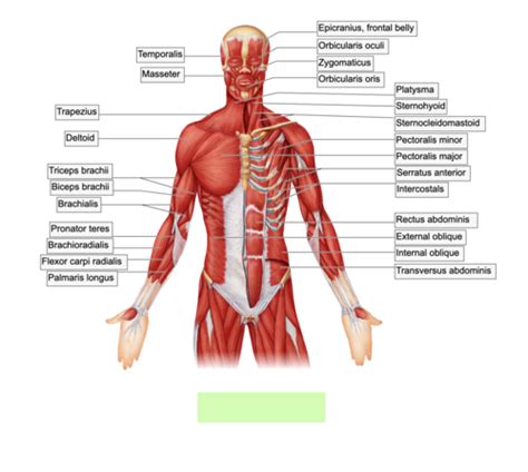 Biol Ch 10 The Muscular System Flashcards Quizlet