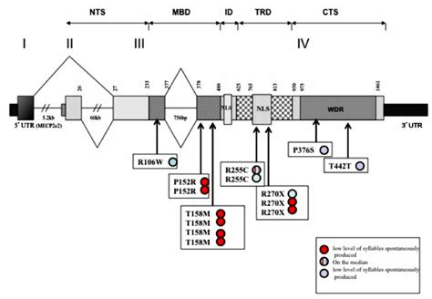 Genomic Structure Of The Mecp2 Gene And Localization Of Syllables