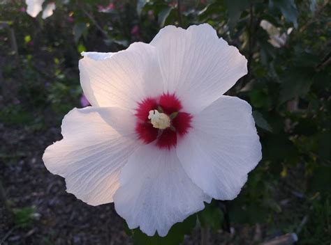 [포토 뉴스] 순백색 무궁화가 피었습니다 1 더경남뉴스