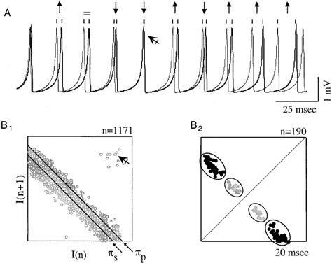 Deterministic Patterns In Modeled Presynaptic Neurons A Trains Of